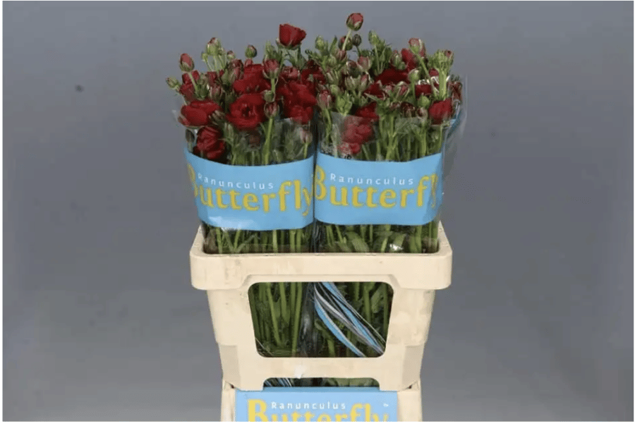 Ranunculus Butterfly Hades – Interjot Flora Ltd